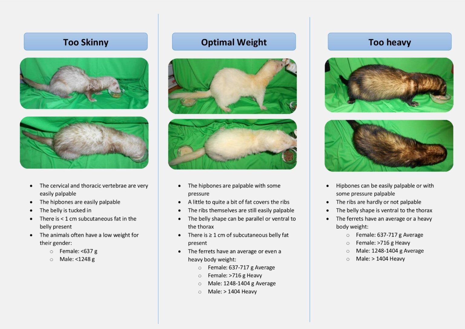 Is my ferret sick? - THE EXOTIC VET DEN
