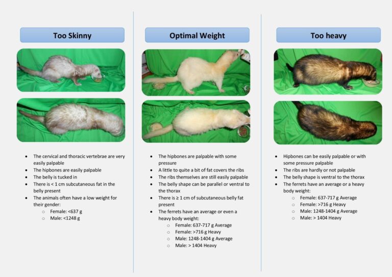 Is my ferret sick? - THE EXOTIC VET DEN